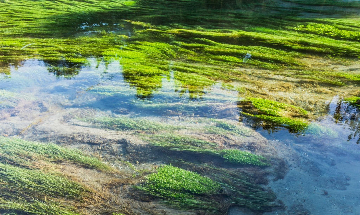 464 photos of Blue Spring – Fotoref