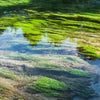 464 photos of Blue Spring – Fotoref