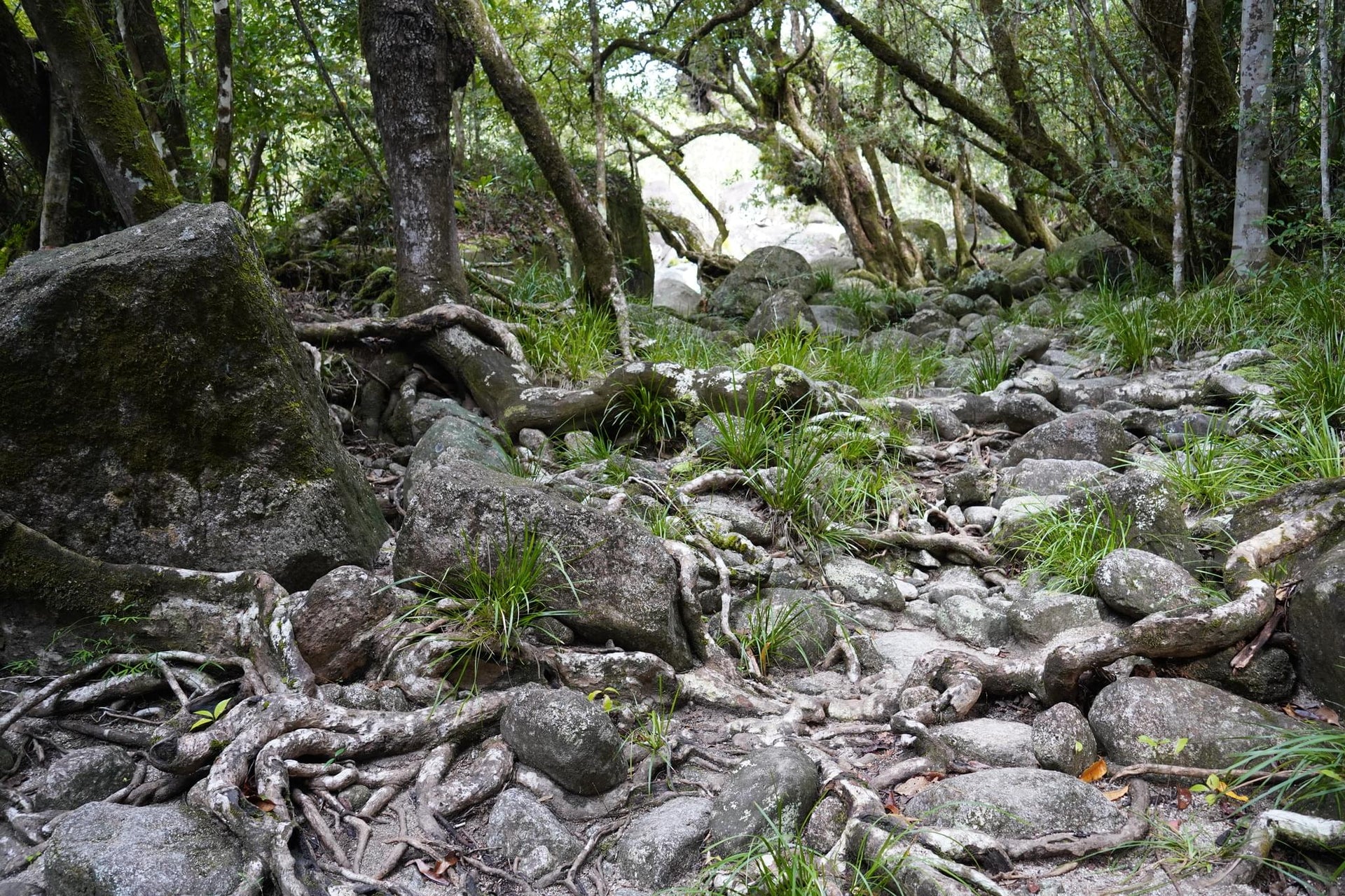 210 photos of Light Green Shallow Stream – Fotoref